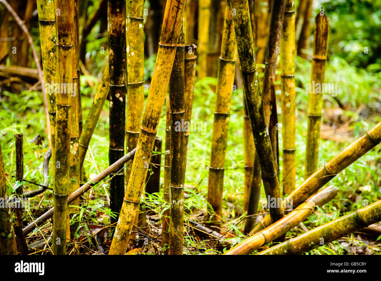 Jungle grass hi-res stock photography and images - Alamy