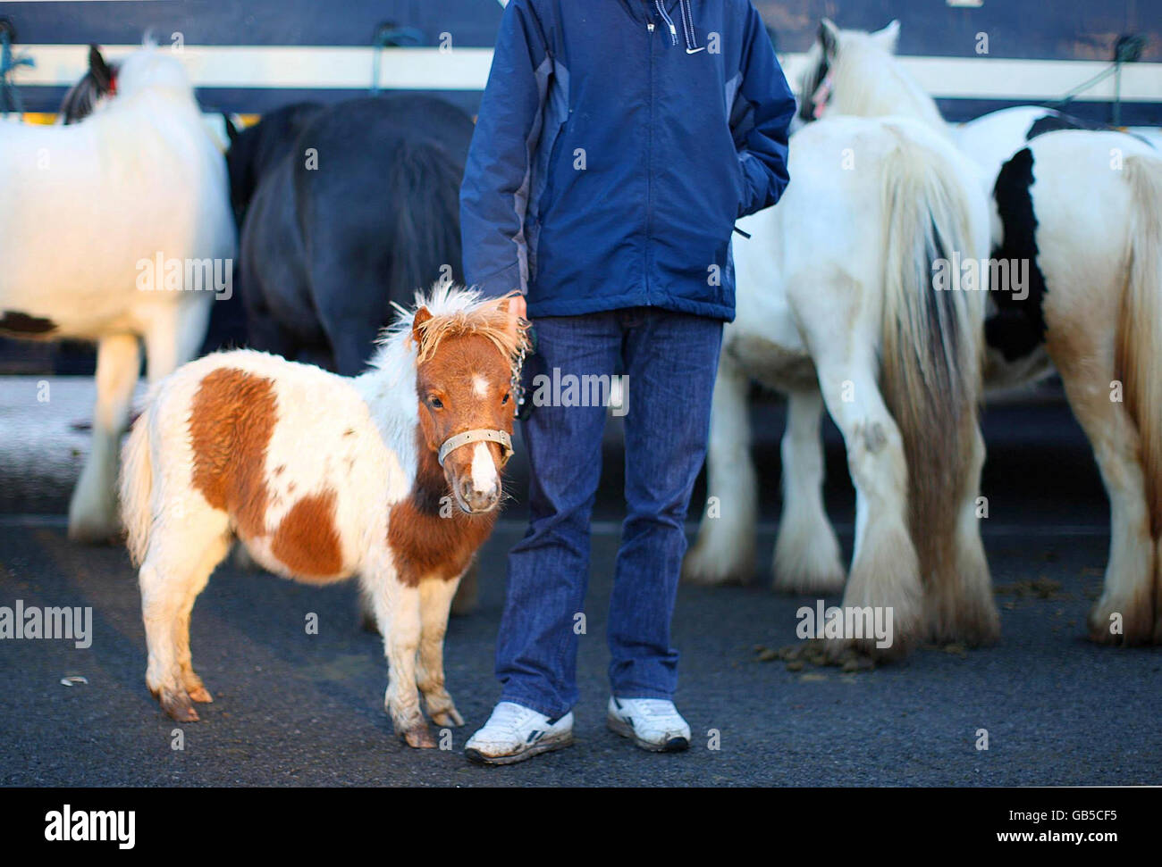 Ballinasloe horse fair Stock Photo - Alamy