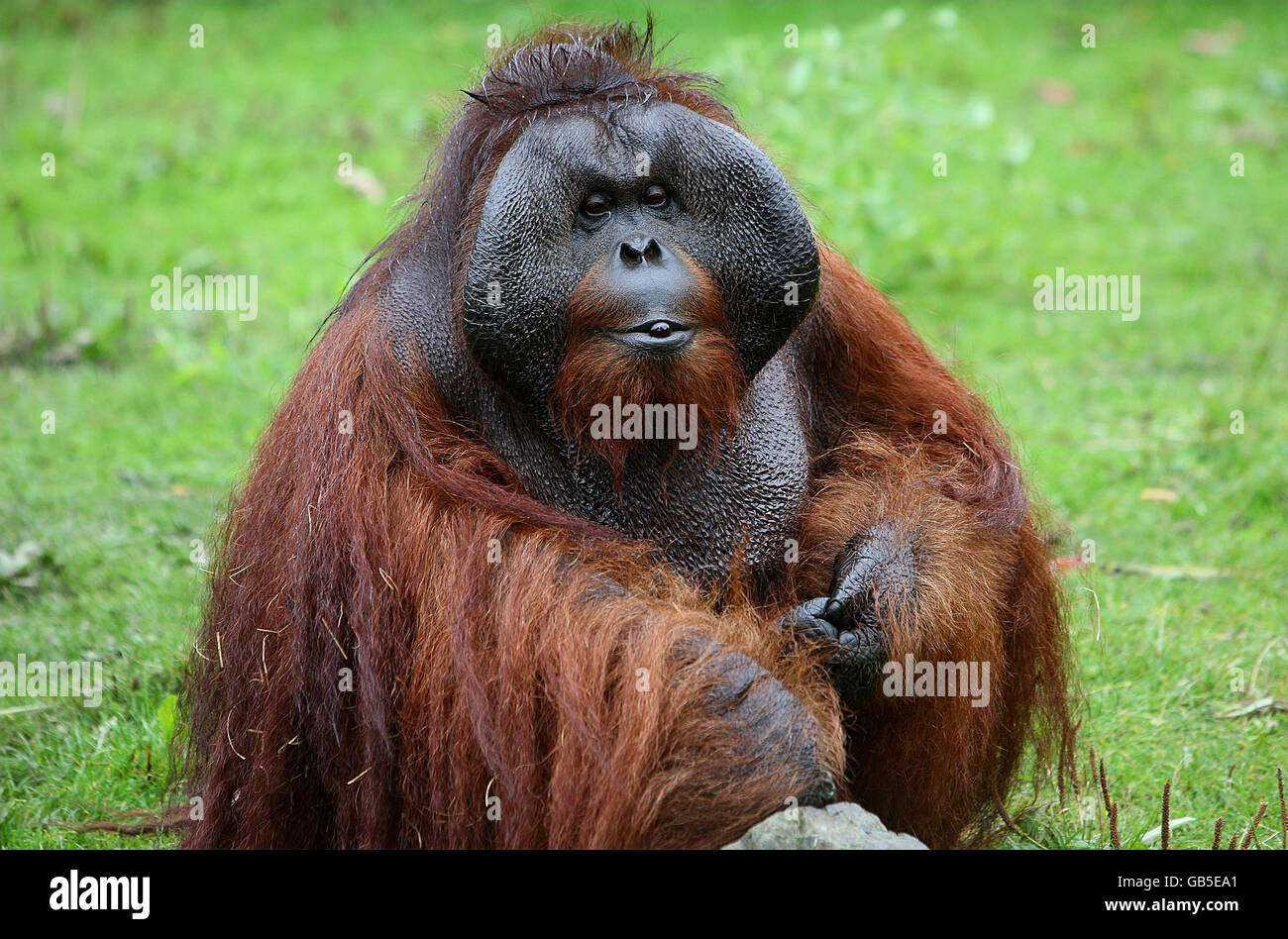 Sibu returns to Dublin Zoo Stock Photo - Alamy