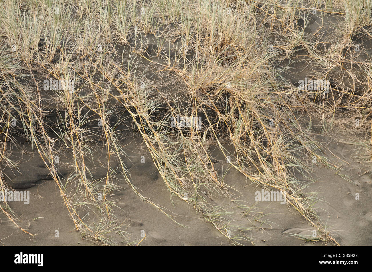 Sand dunes with native grass Stock Photo - Alamy
