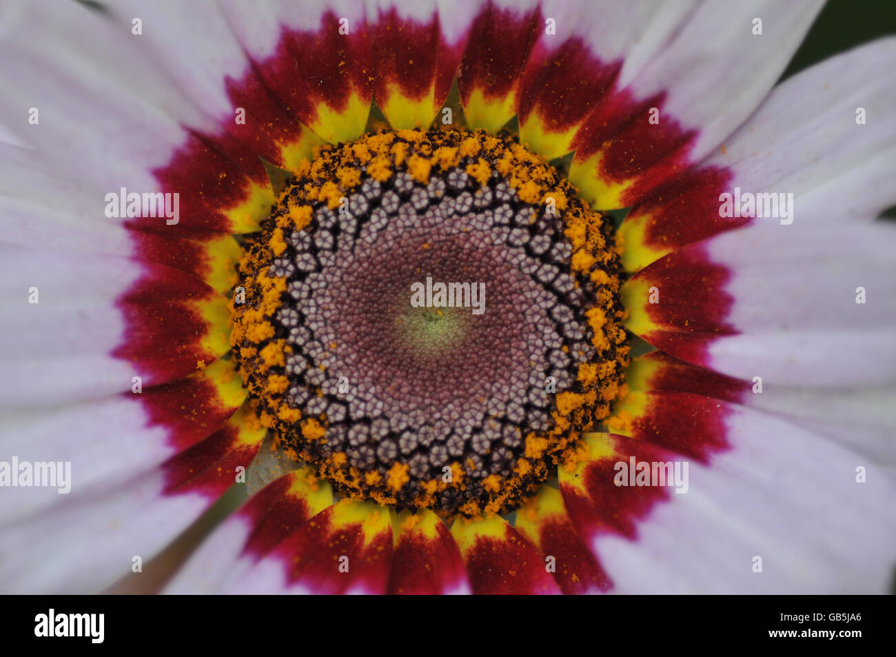 Colourful Attractive Flower from Closer Stock Photo - Alamy
