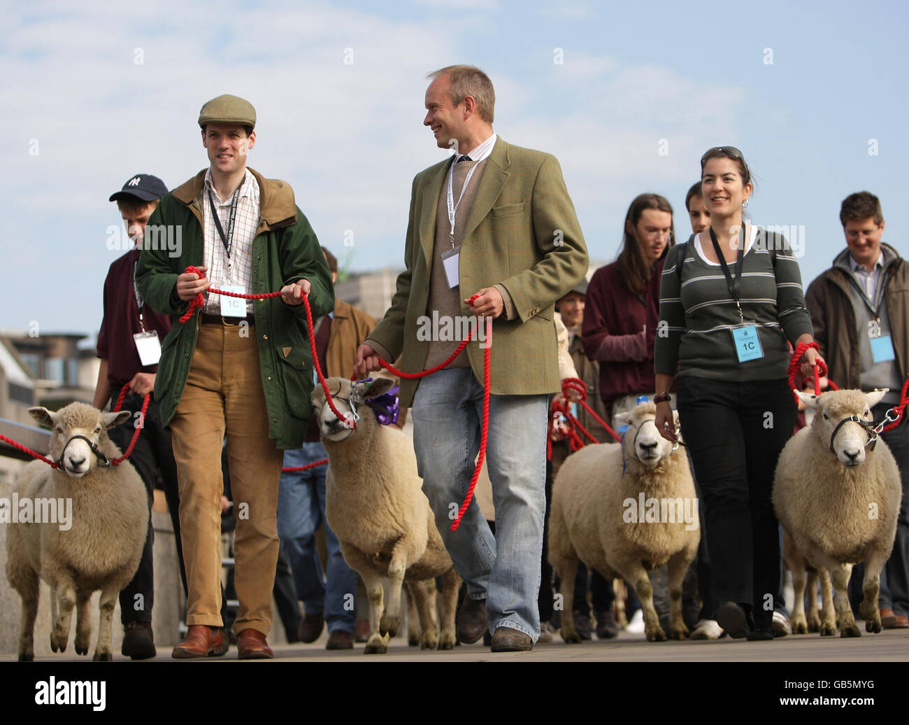 Freemen lead sheep into London Stock Photo - Alamy