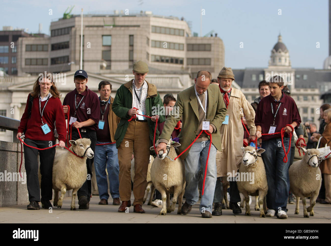 500 Liverymen and Freemen of the City of London bring a herd of sheep ...