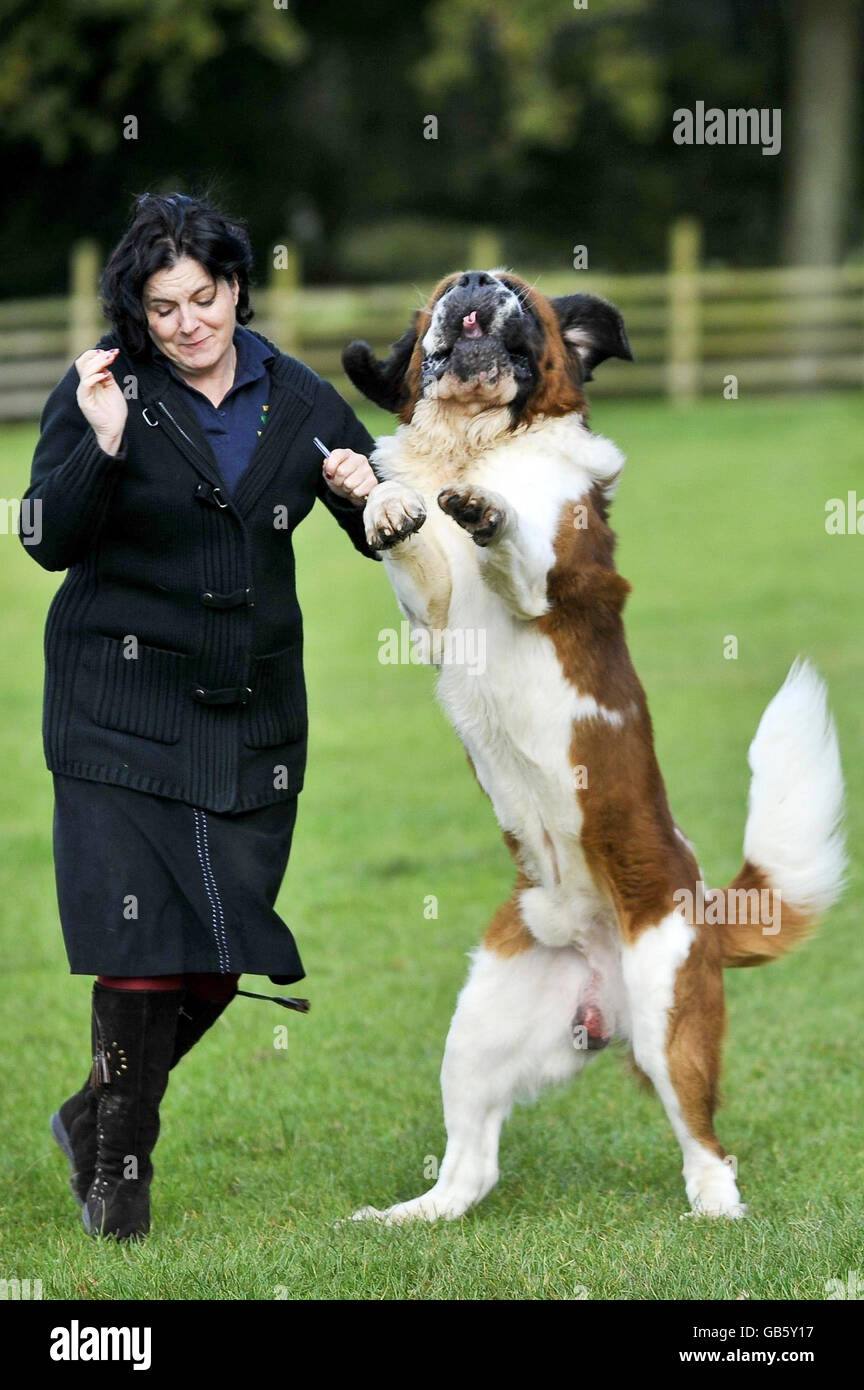 Benson the St Bernard Stock Photo - Alamy