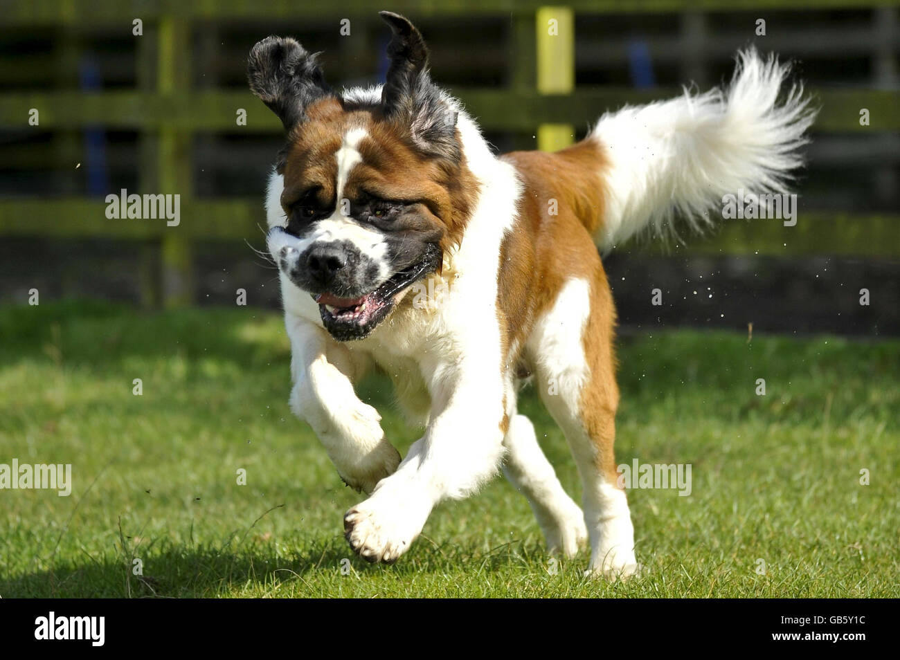 Benson the St Bernard. Benson, a three year-old St Bernard at the Ferne ...