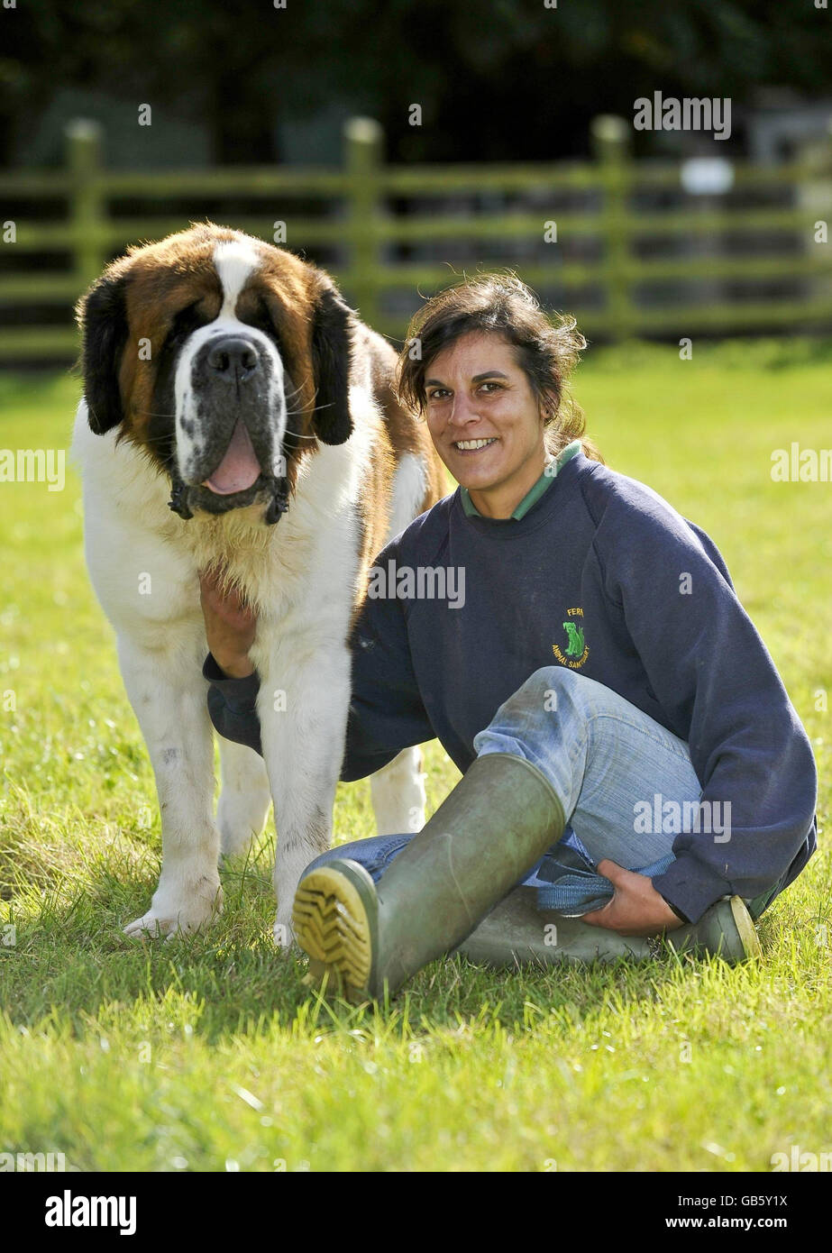Benson the St Bernard Stock Photo - Alamy