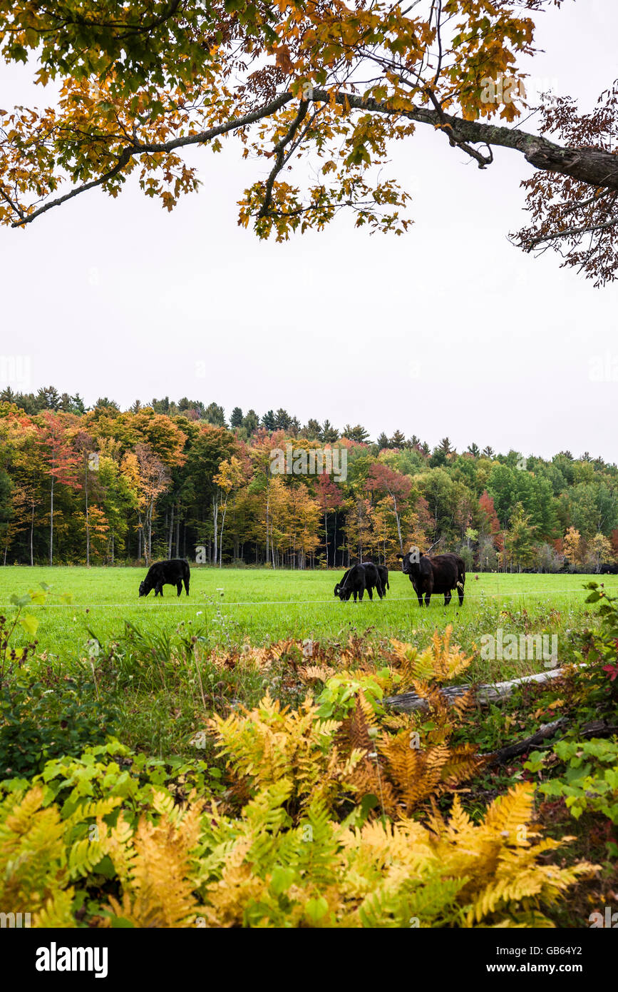 New england fall colour hi-res stock photography and images - Alamy