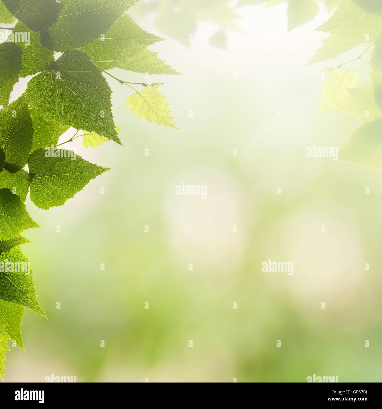 Afternoon haze, abstract summer backgrounds with green leaves and sun ...