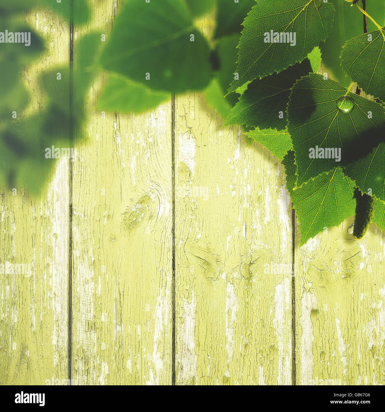 Abstract summer and spring backgrounds with foliage and wooden fence ...