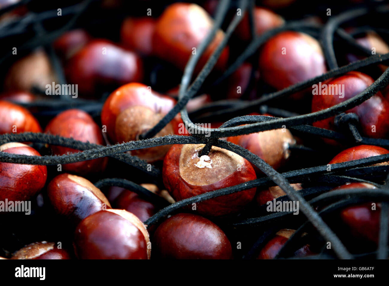 Laced conkers are seen at the World Conker Championships, at Ashton ...