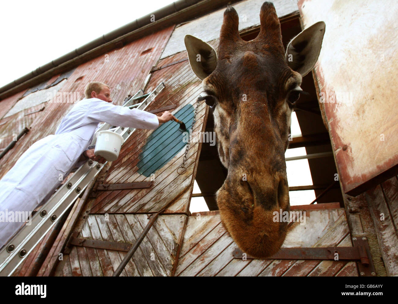 An inquisative giraffe watches painter Allan Carter as he gives the ...