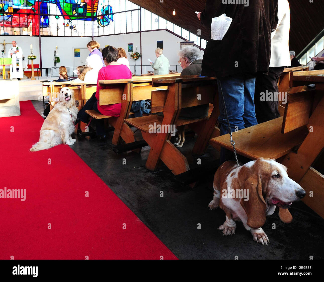 Pets attend church service Stock Photo - Alamy