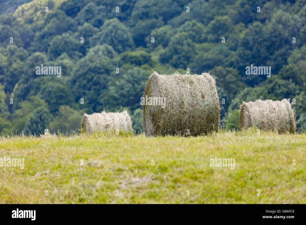 Freshly cut and baled round bales of hay Stock Photo - Alamy