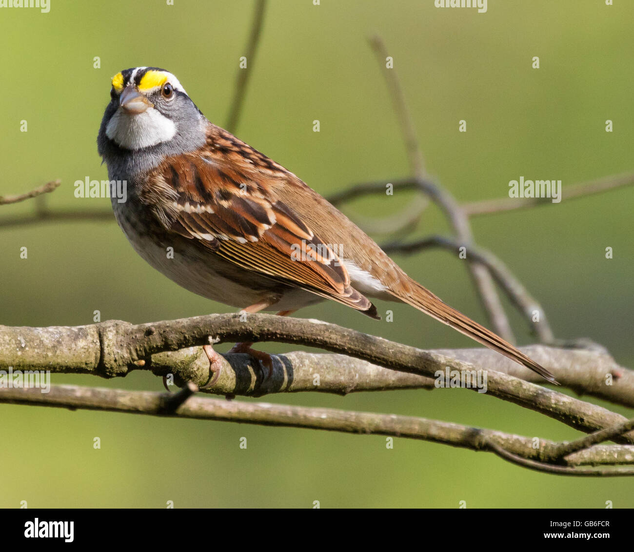 white-throated sparrow (Zonotrichia albicollis Stock Photo - Alamy
