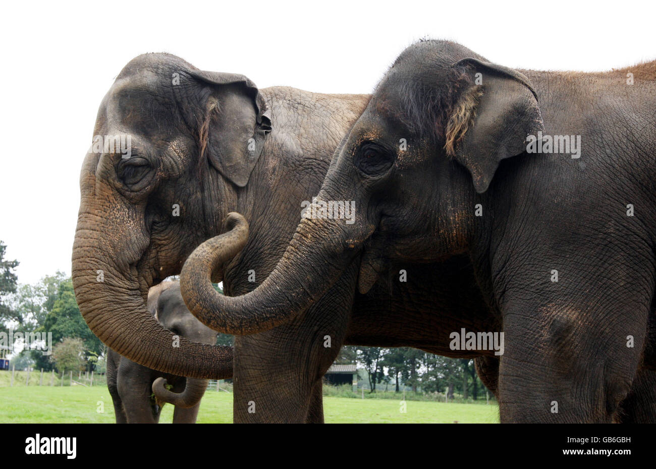 Generic picture of asian elephants at whipsnade zoo in bedfordshire hi ...
