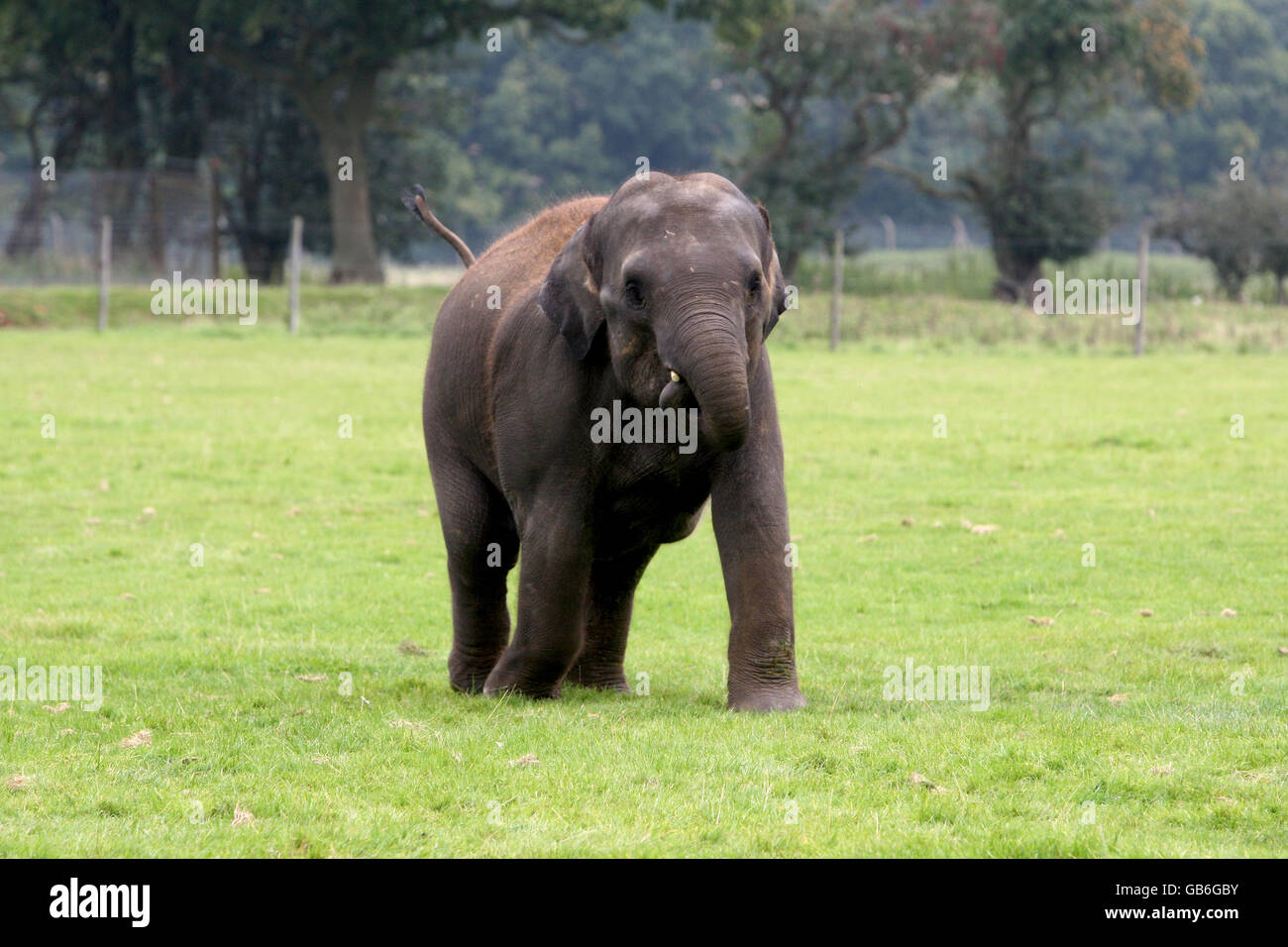 Generic picture of Asian elephants at Whipsnade Zoo in Bedfordshire ...