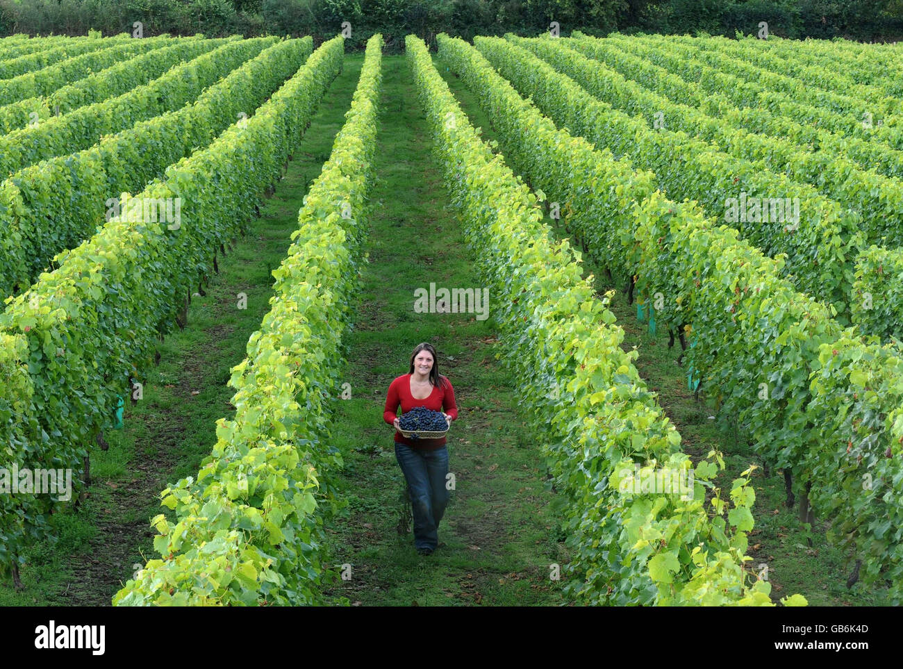 Camel Valley Vineyard Stock Photo - Alamy