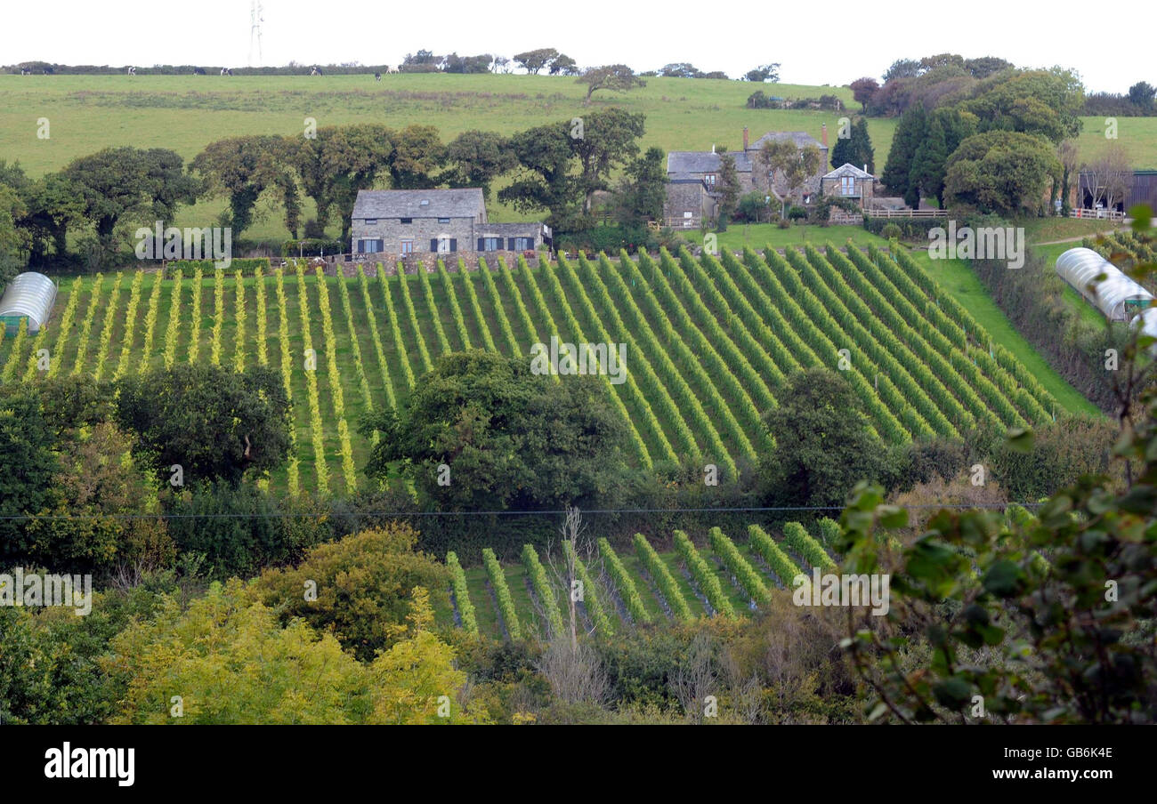 Camel Valley Vineyard Stock Photo - Alamy