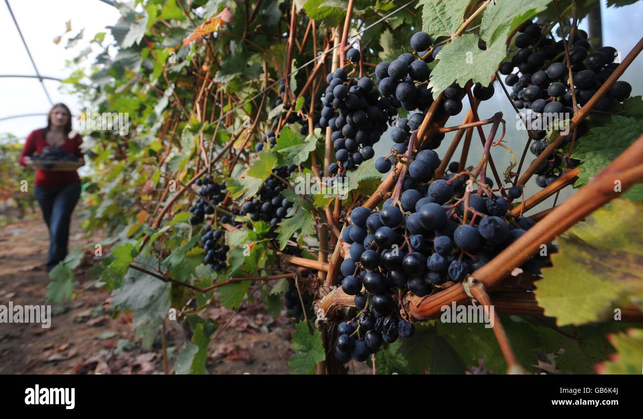 Camel Valley Vineyard Stock Photo - Alamy