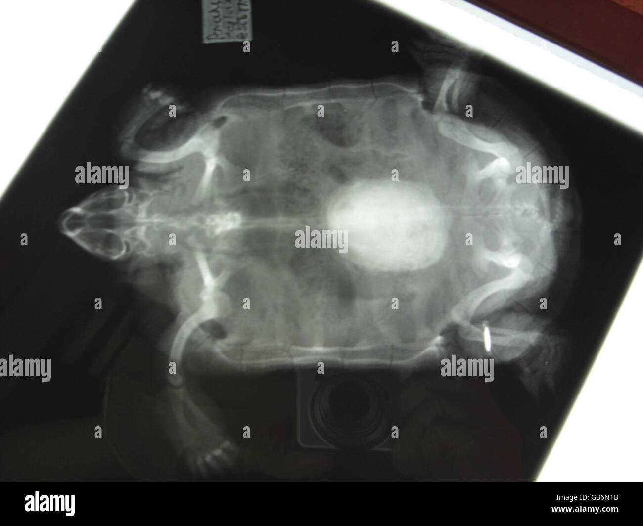 Keyhole surgery for tortoise Stock Photo - Alamy