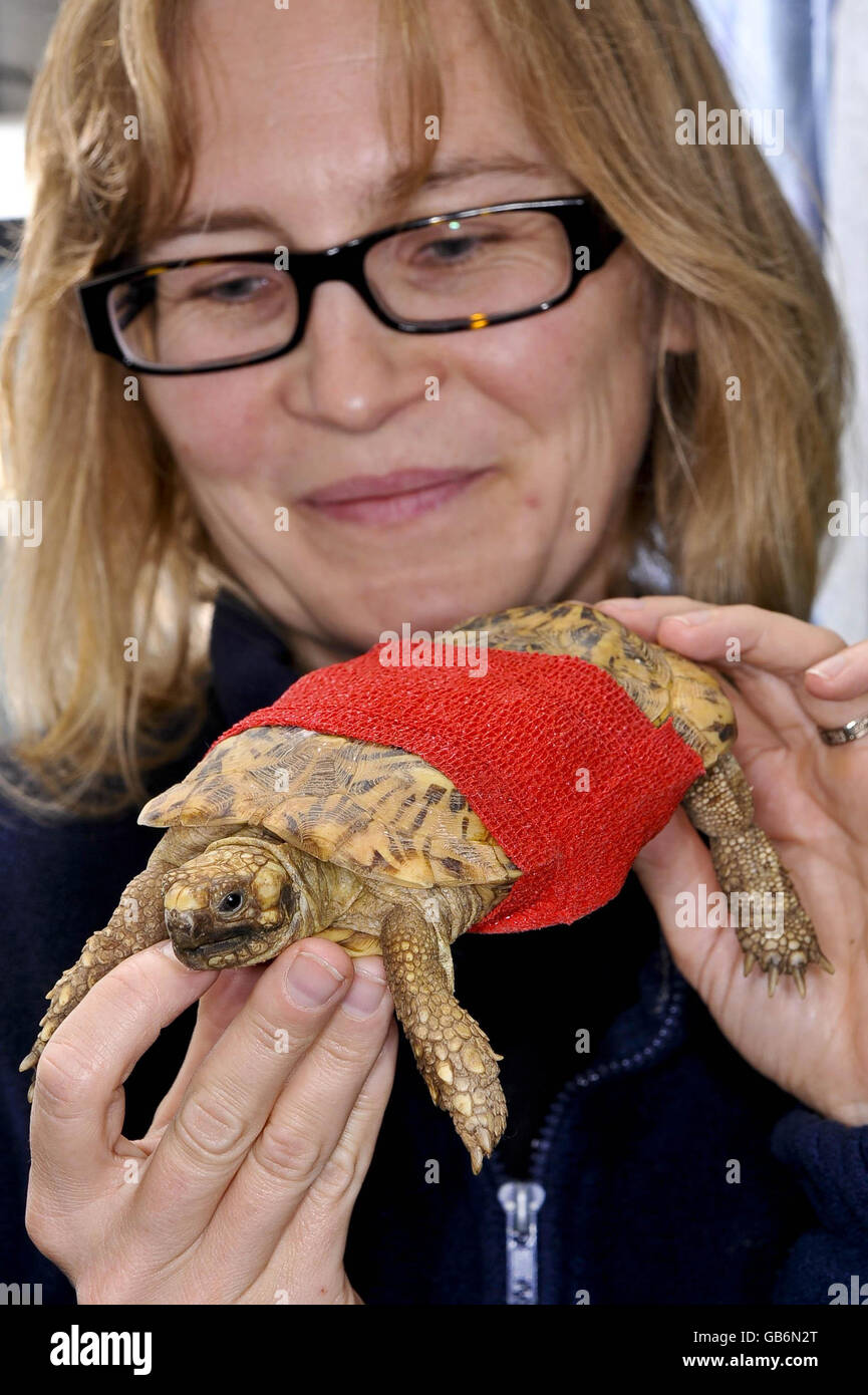 Image of a tortoise High Resolution Stock Photography and Images - Alamy