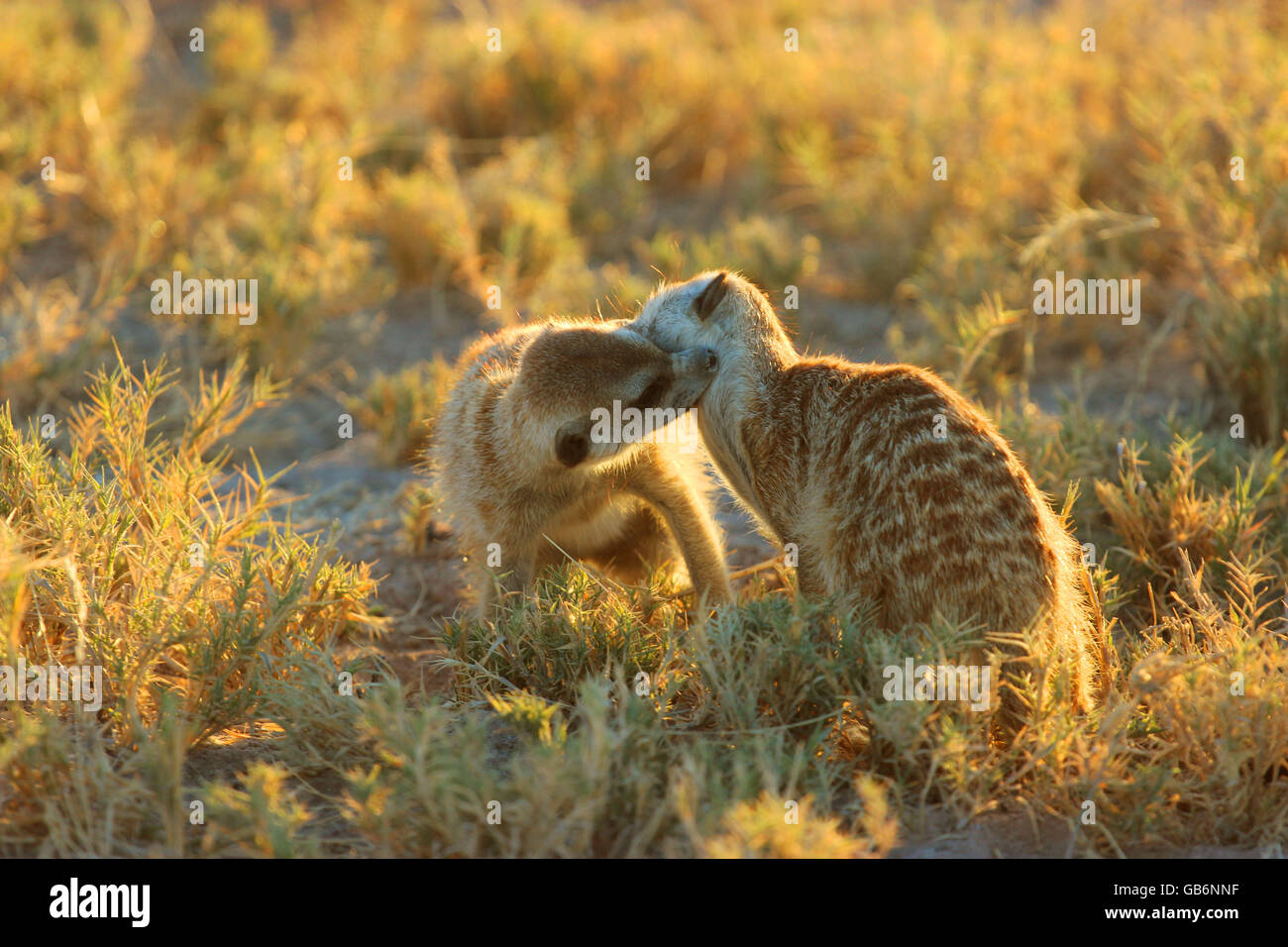 Meerkats playing in South Africa/Botswana Stock Photo - Alamy