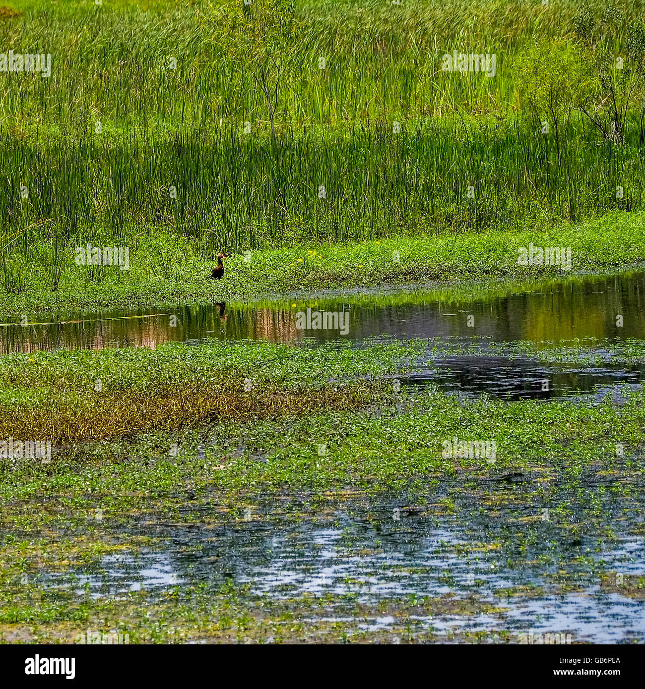 Whistling Duck in Marsh Stock Photo - Alamy