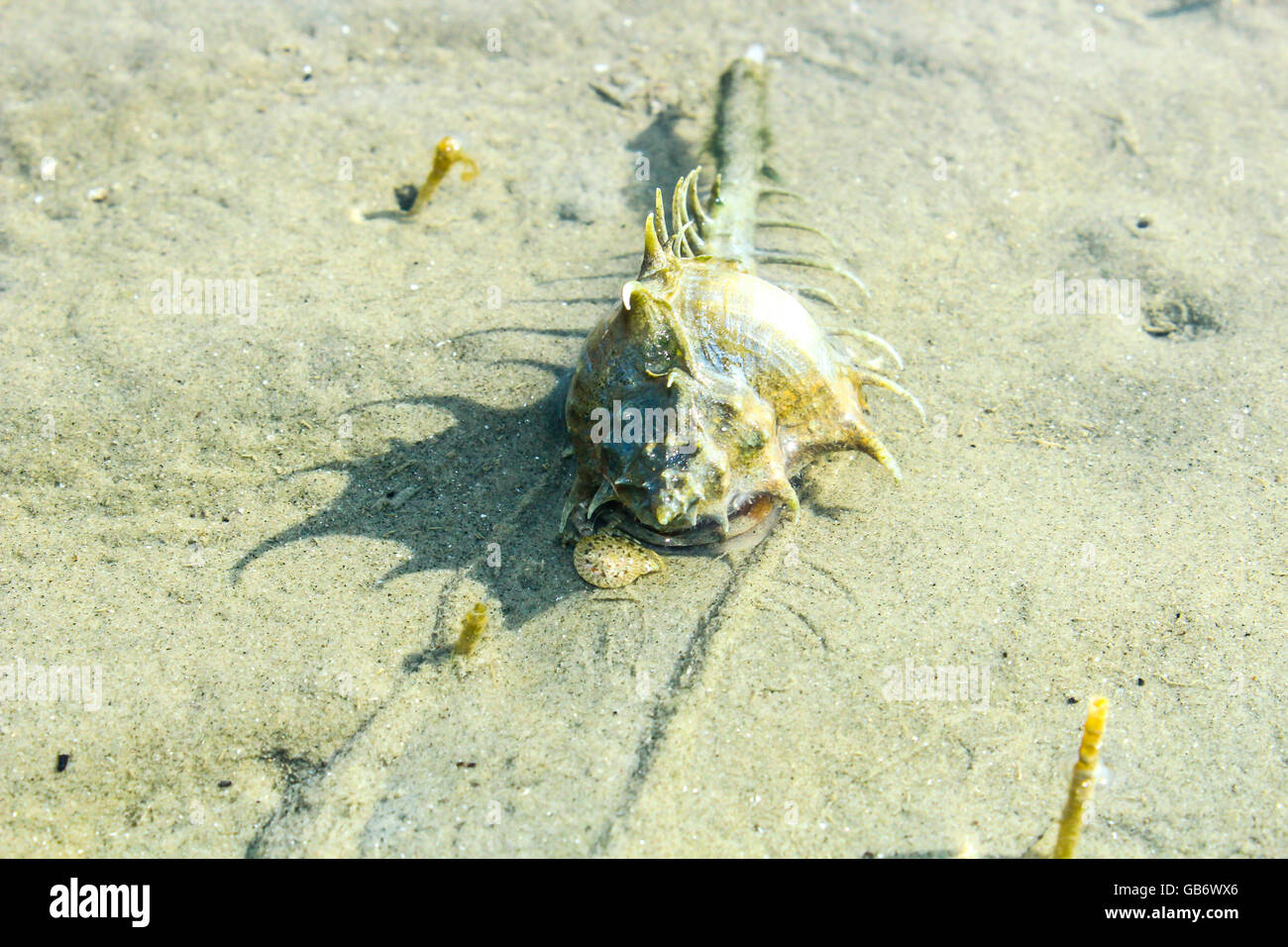 Shellfish free hi-res stock photography and images - Alamy