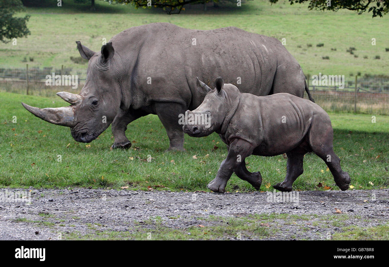 Knowsley Safari Park animals Stock Photo - Alamy