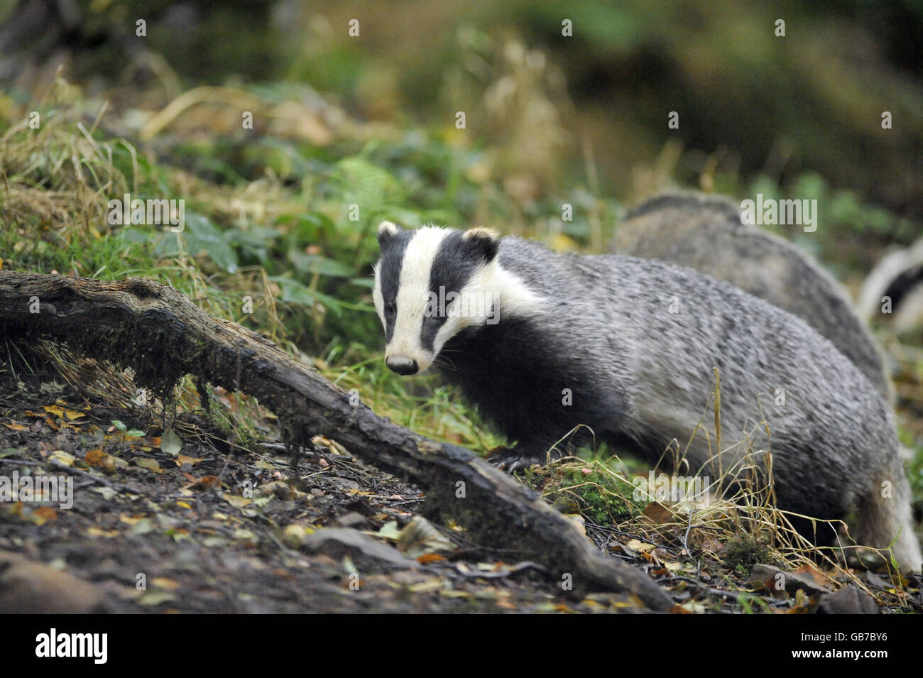 News badger hi-res stock photography and images - Alamy