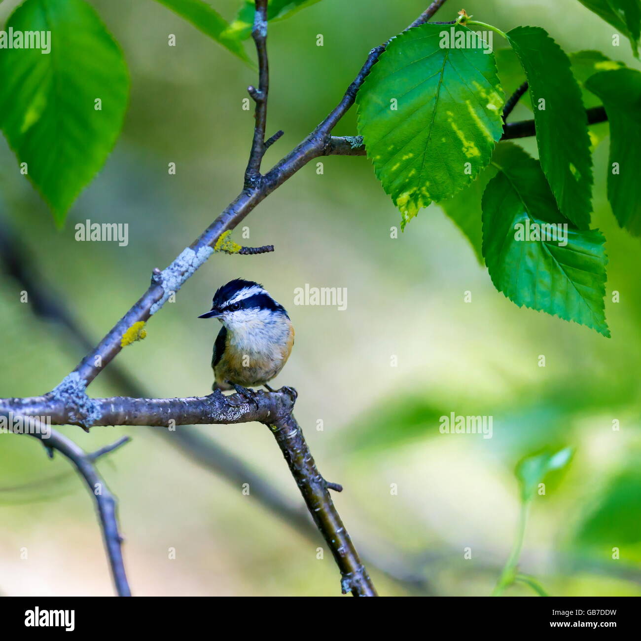 Red Brested Nuthatch deep in a boreal forest in north Quebec Canada ...