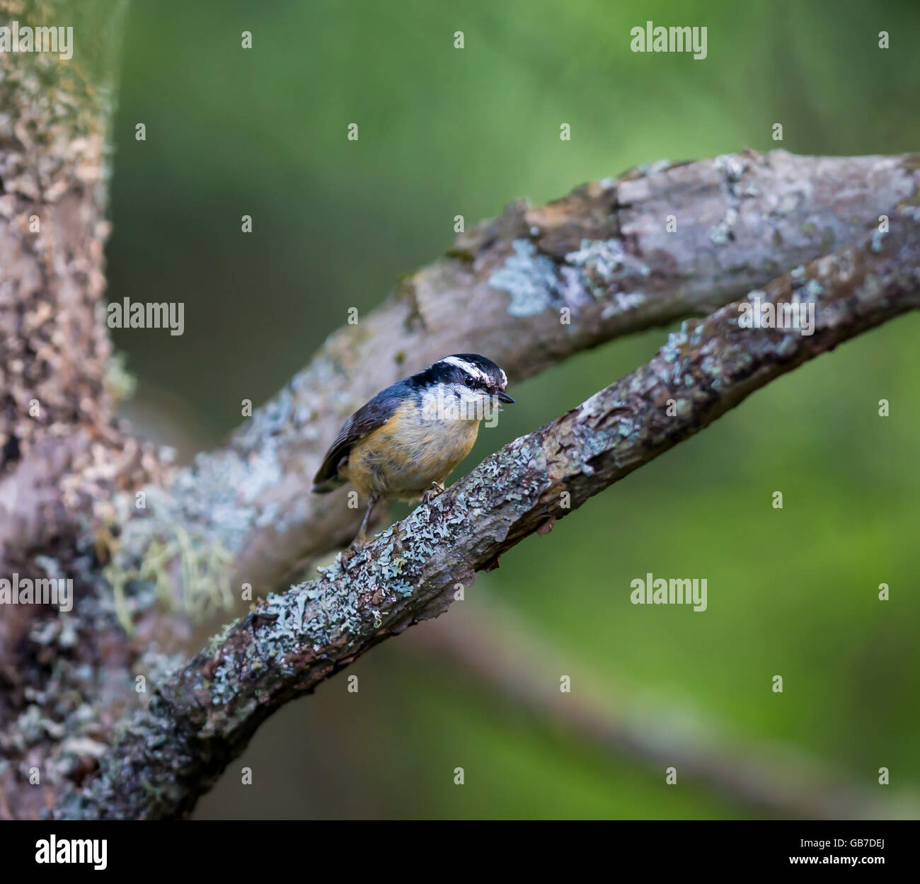 Canada boreal forest bird hi-res stock photography and images - Alamy