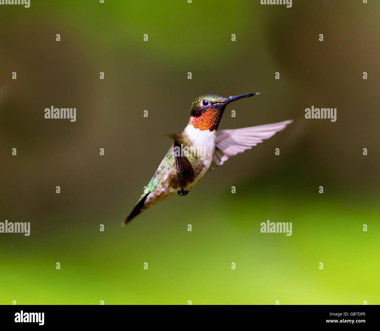 North boreal forest hi-res stock photography and images - Alamy