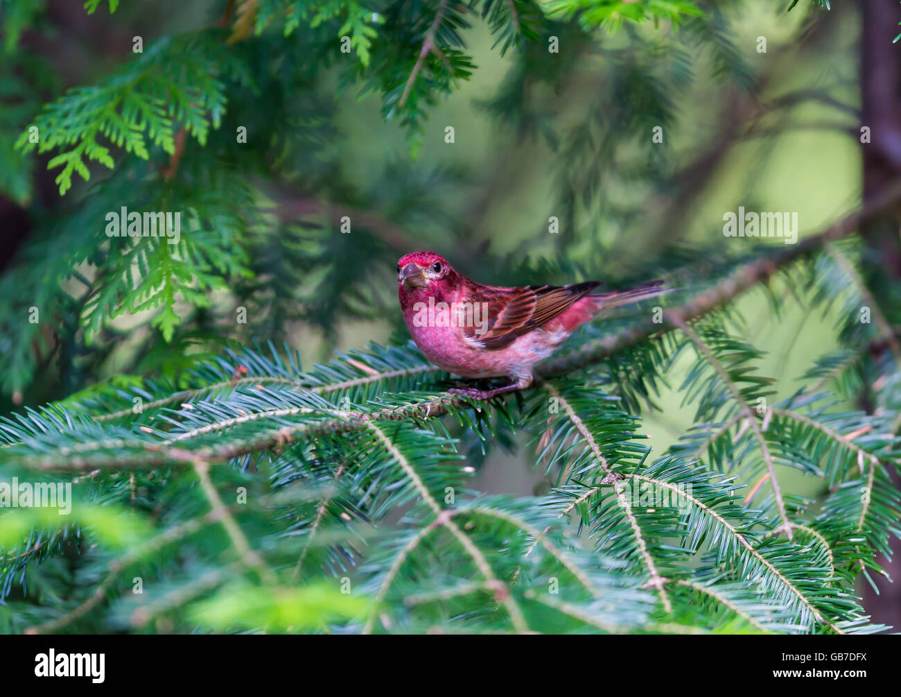 The Purple Finch is the bird that has been famously described as a ...