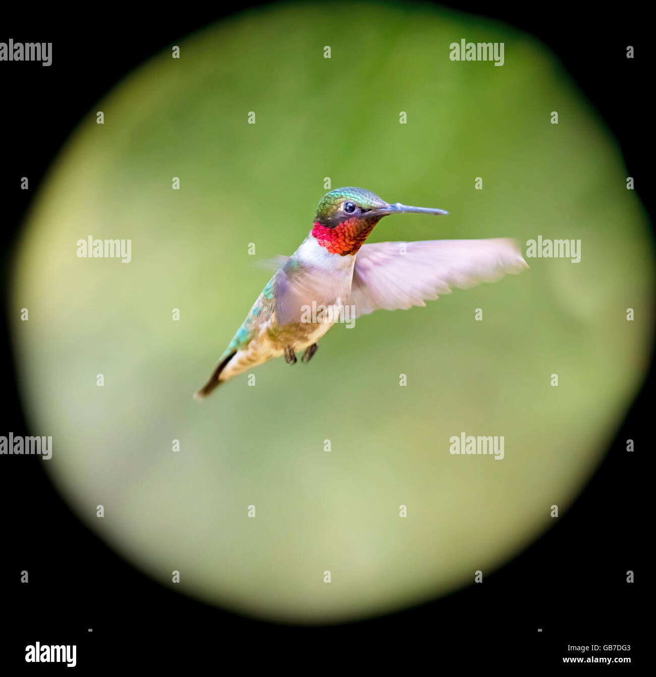 North boreal forest hi-res stock photography and images - Alamy