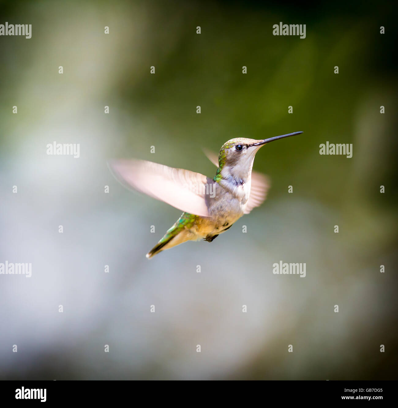 Fauna boreal hi-res stock photography and images - Alamy