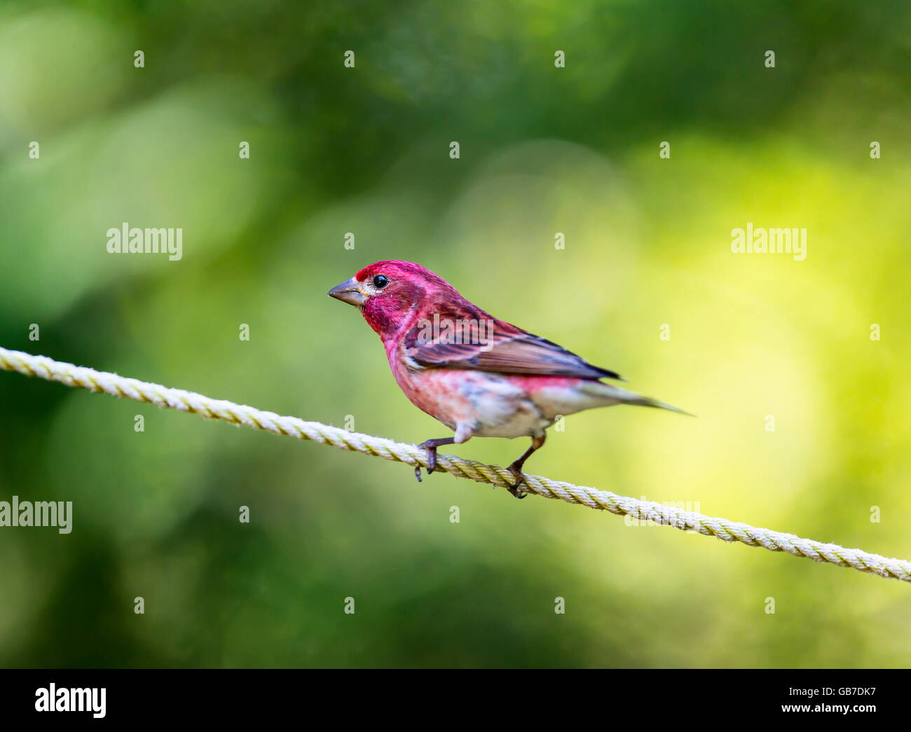 The Purple Finch is the bird that has been famously described as a ...