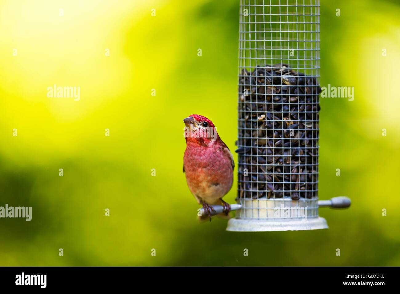 The Purple Finch is the bird that has been famously described as a ...