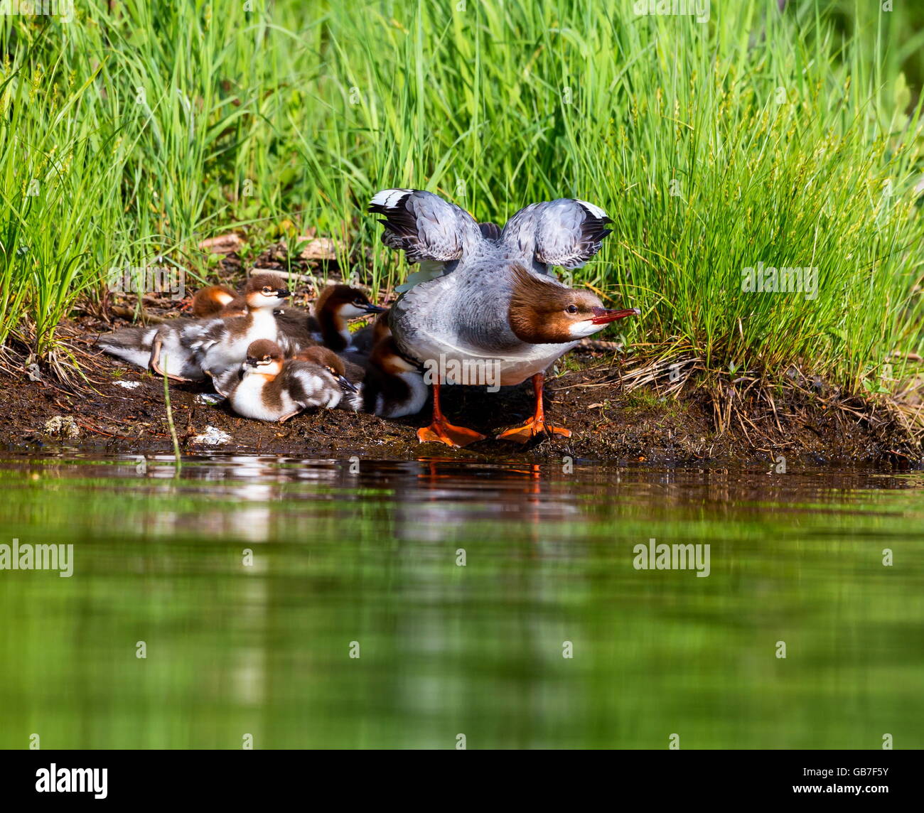 The elegant gray-bodied female Common Merganser with chicks Stock Photo ...
