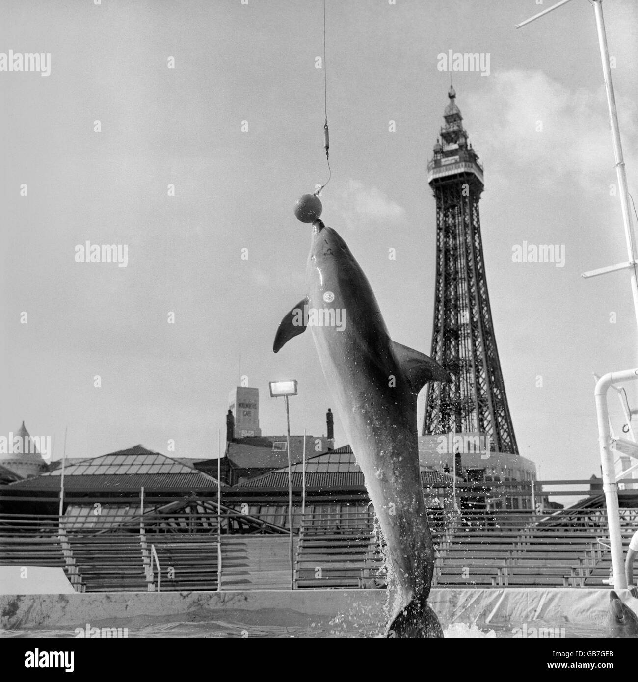 Sinbad the dolphin performing in a pool near Blackpool Tower. During ...