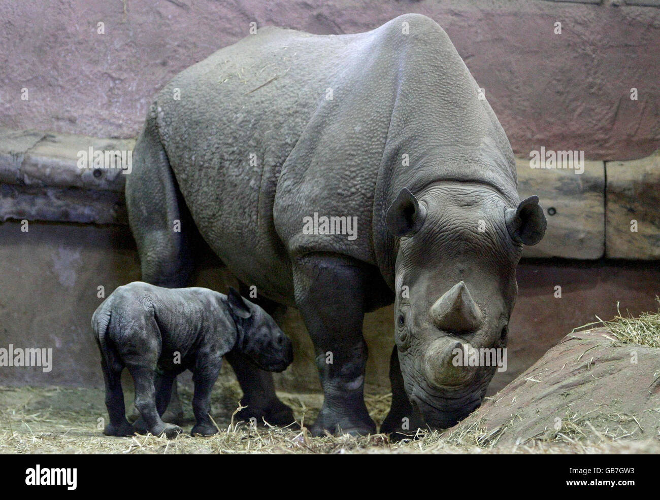 New Black rhinoceros baby. Chester Zoo's new baby black rhinoceros with ...