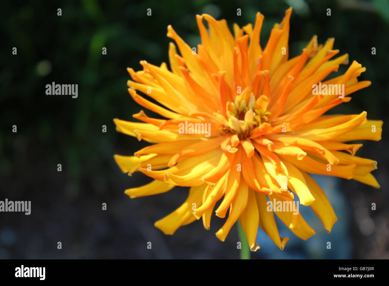 Golden yellow daisy flower hi-res stock photography and images - Alamy