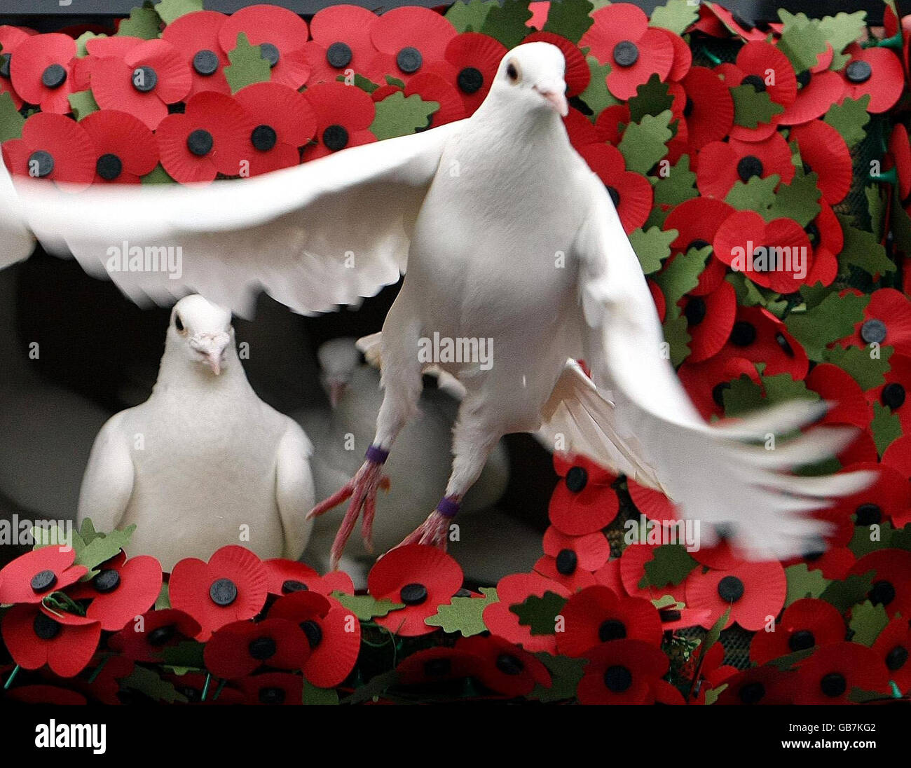 Standalone photo white doves are released at alexandra high school hi ...