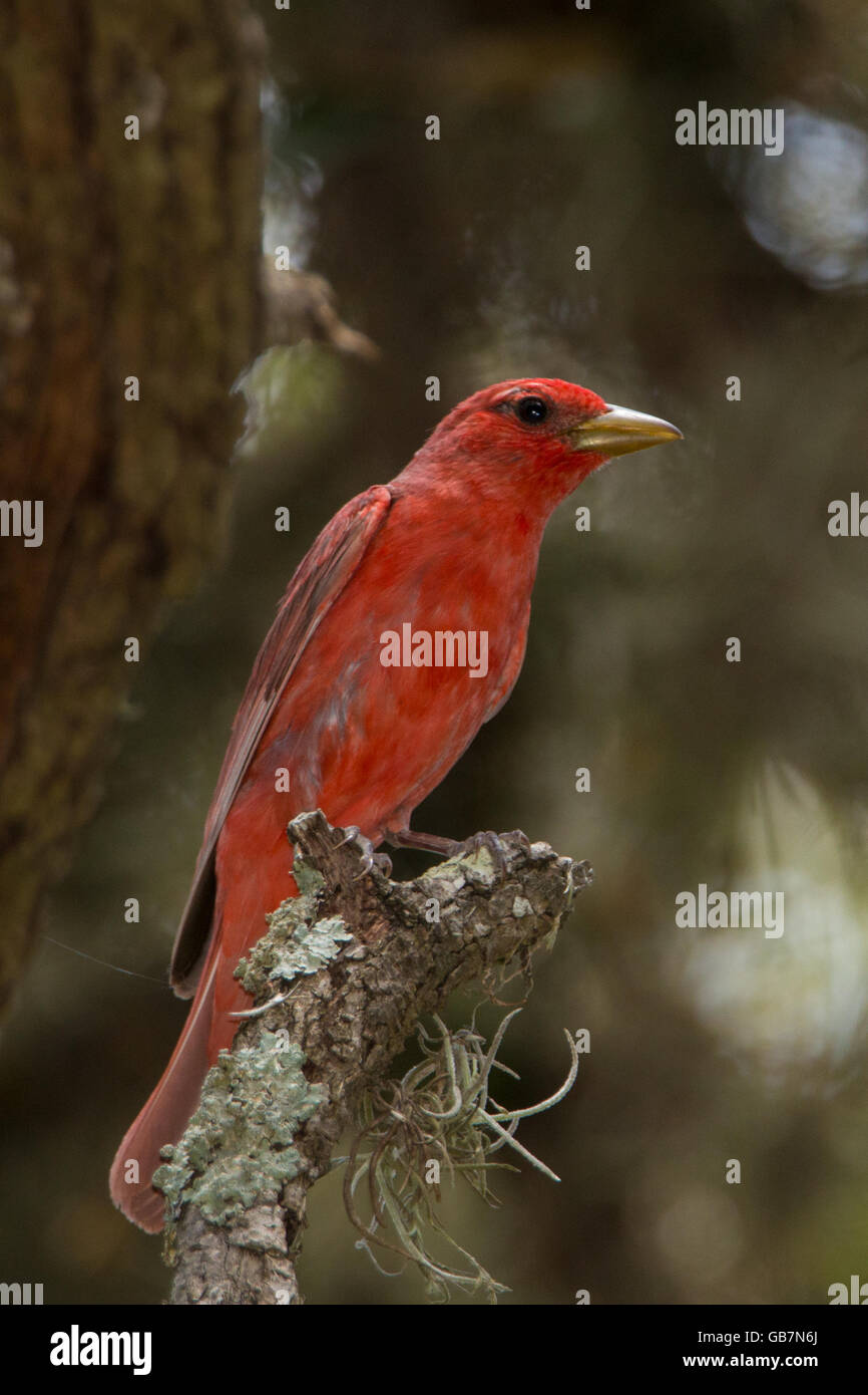 Male Summer Tanager perched in tree at the Orchard Inn- Vanderpool ...