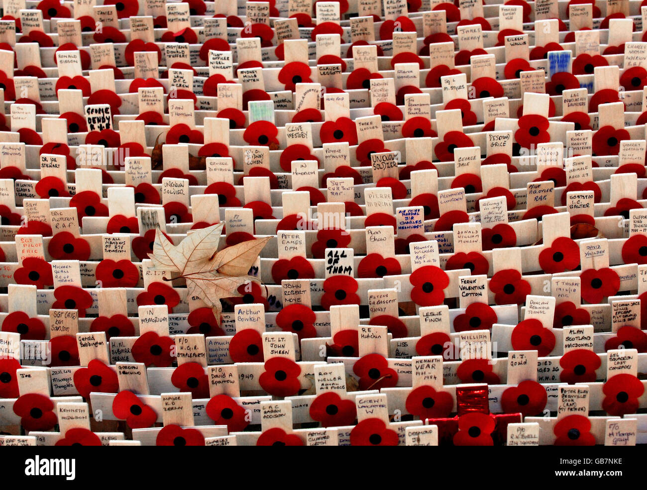 Autumn leaves lay among poppies in field remembrance westminster abbey ...