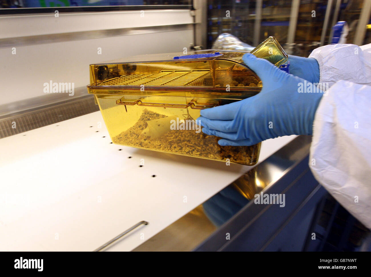 A member of staff with mice in a mouse room in the new Biomedical ...