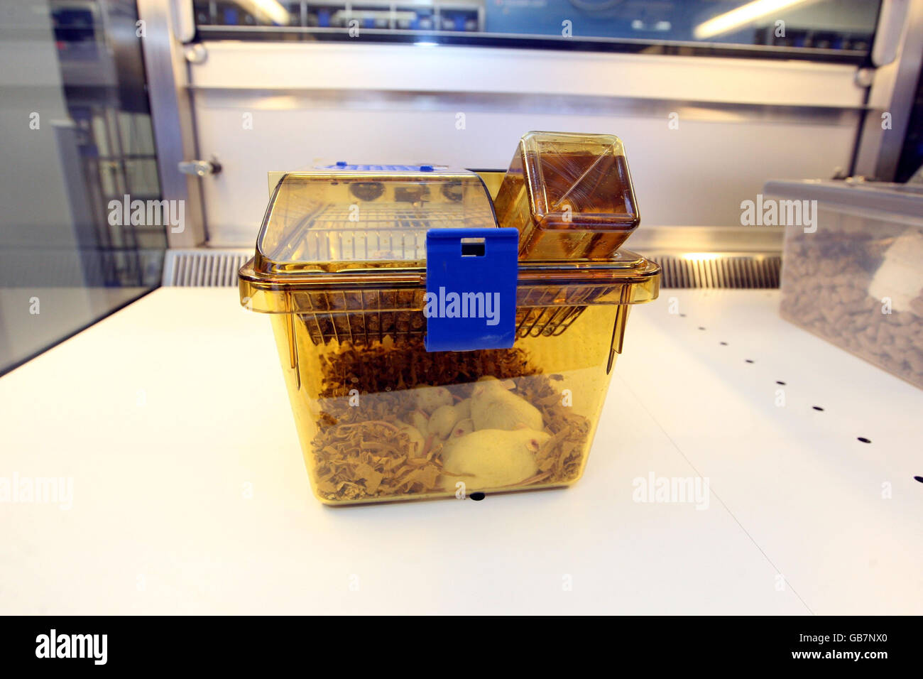 Mice in a mouse room in the new Biomedical Sciences Building at Oxford ...