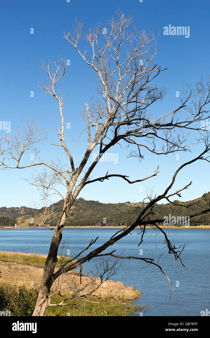 Dead tree in water hi-res stock photography and images - Alamy