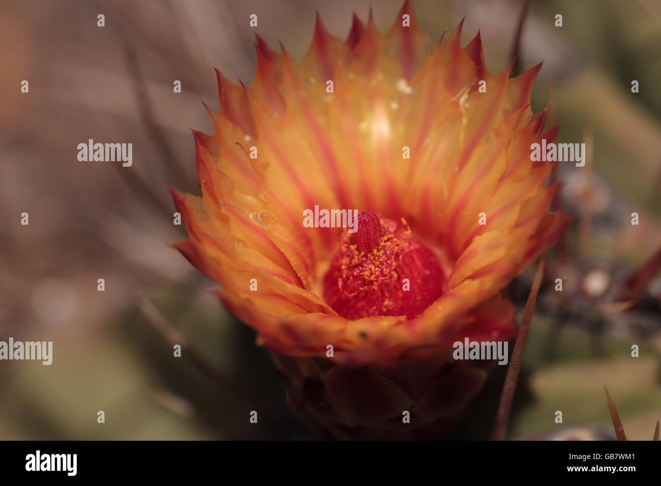 Orange and red cactus flower of Ferocactus emoryi rectispinus blooms in ...