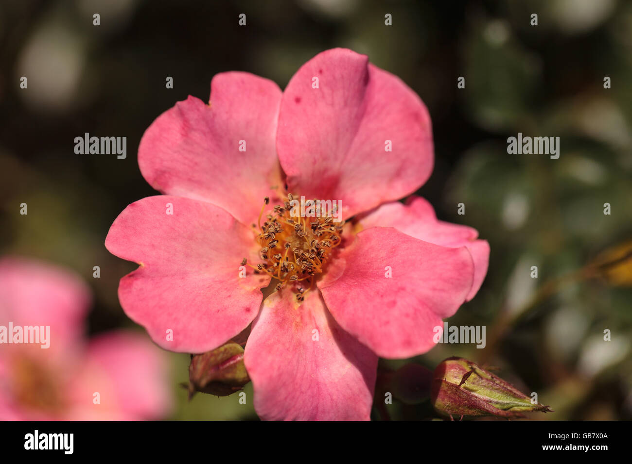 Happy chappy ground cover hi-res stock photography and images - Alamy